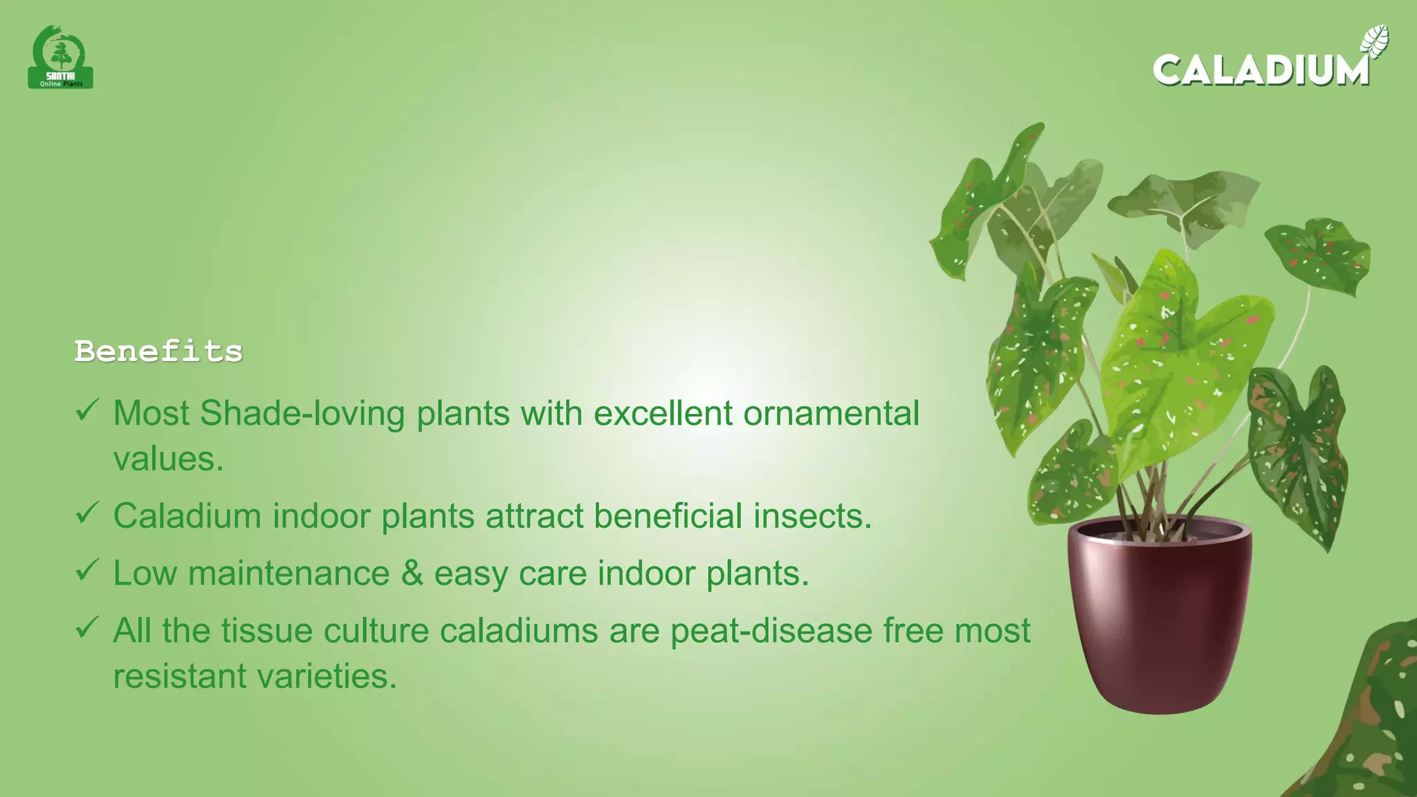 Caladium | PPTX