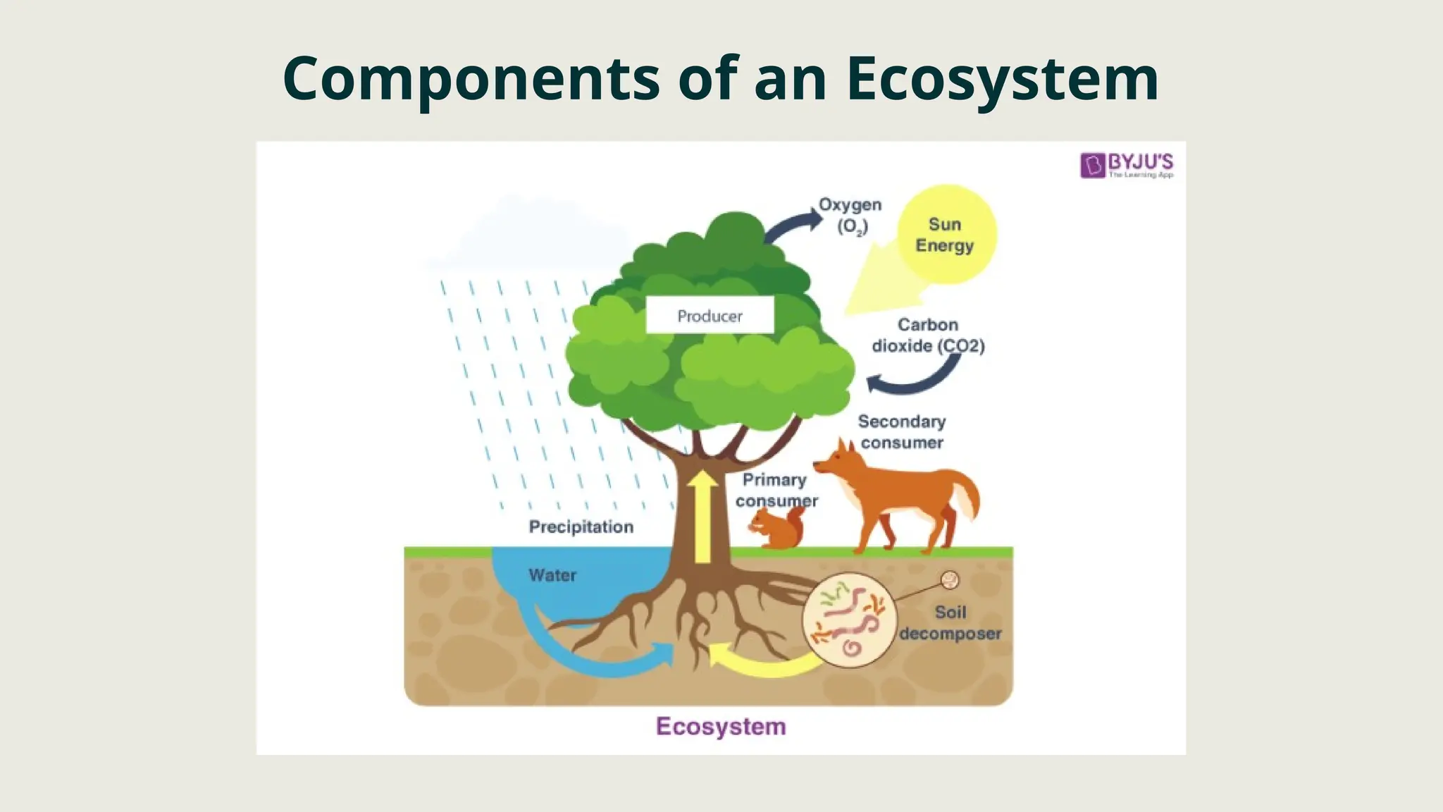 CALAGOS-ANN-CORRIEN-COMPONENTS-OF-ECOSYSTEM.pptx