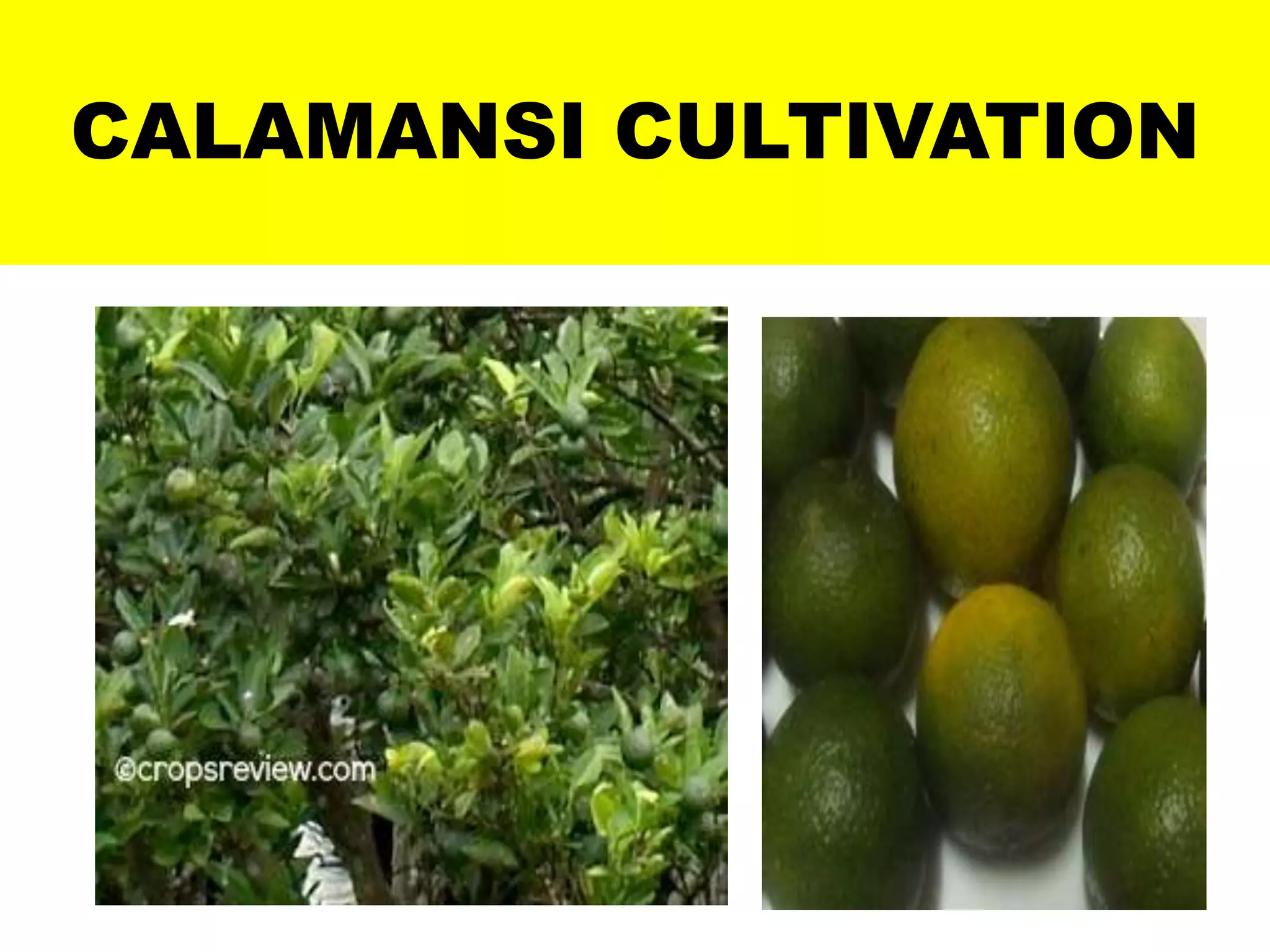 CALAMANSI CULTIVATION.pptx
