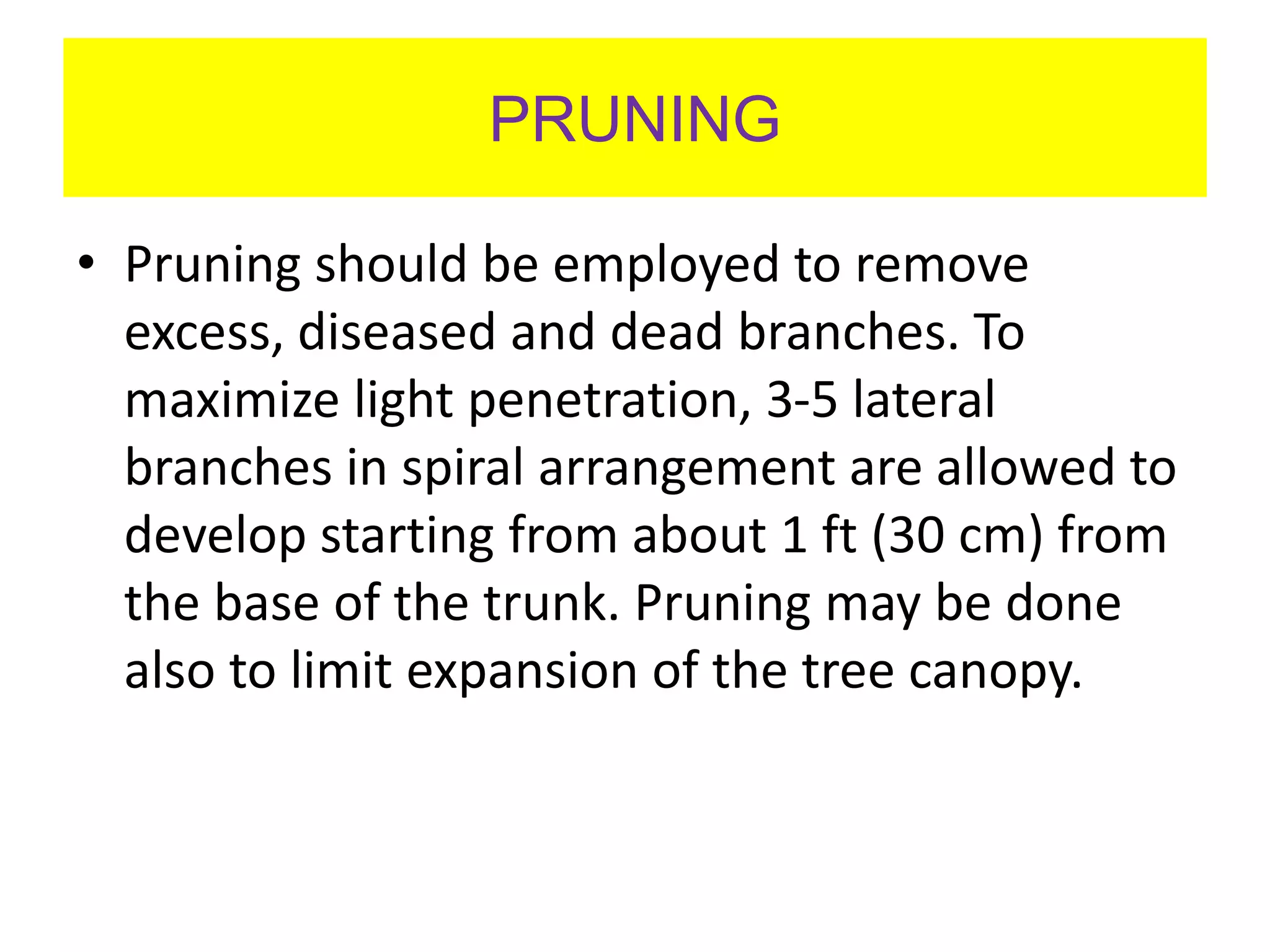CALAMANSI CULTIVATION.pptx