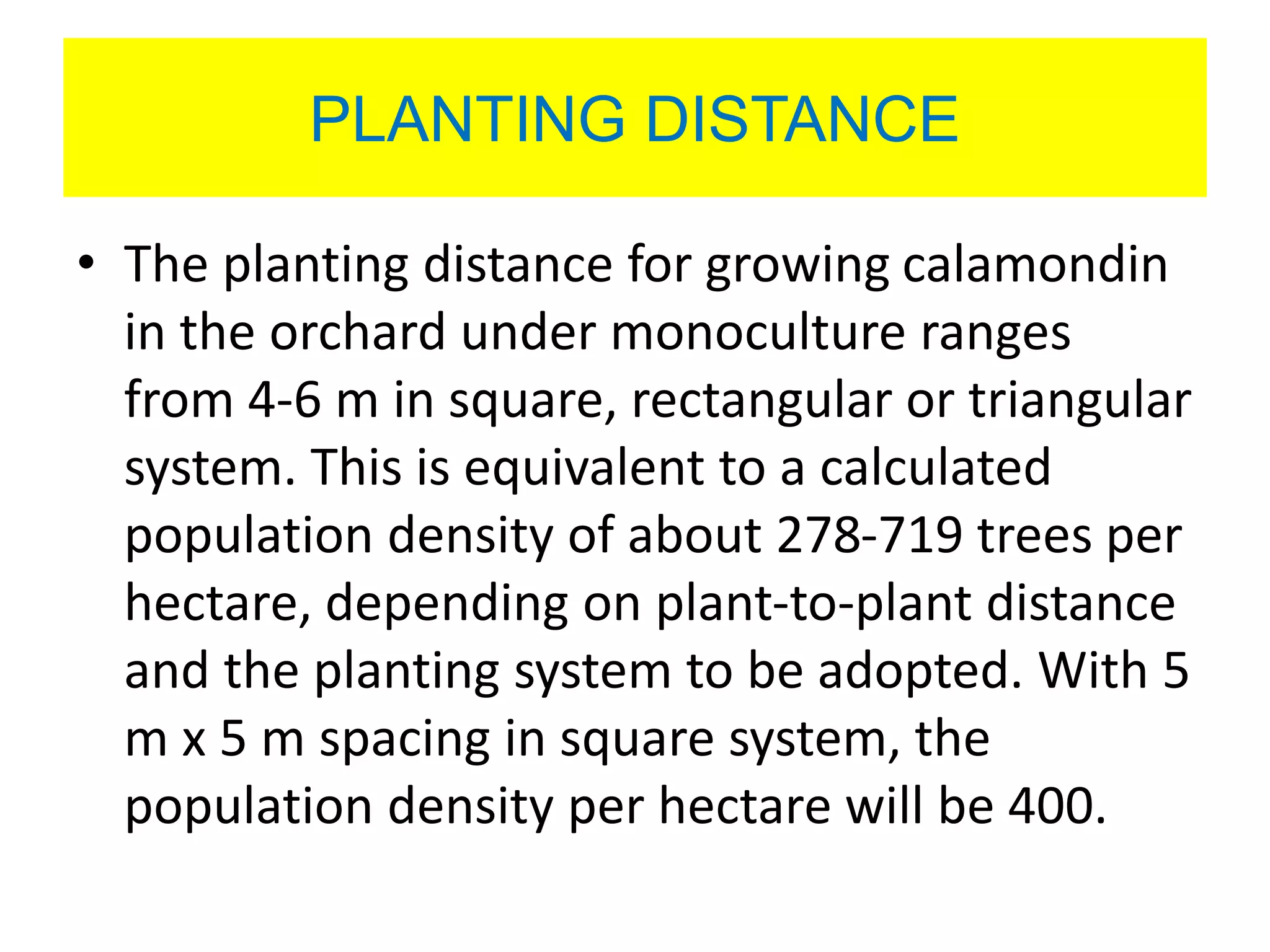 CALAMANSI CULTIVATION.pptx