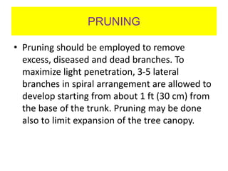 CALAMANSI CULTIVATION.pptx