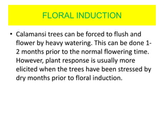 CALAMANSI CULTIVATION.pptx