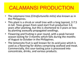 CALAMANSI CULTIVATION.pptx