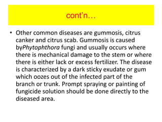 CALAMANSI CULTIVATION.pptx