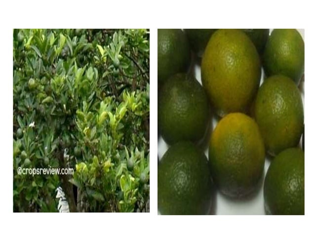 CALAMANSI CULTIVATION.pptx | Gardening | Home & Garden
