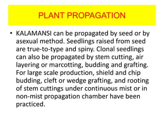 CALAMANSI CULTIVATION.pptx