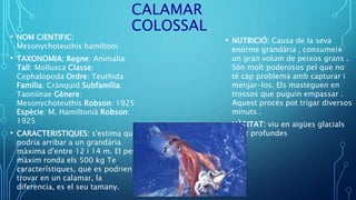 Calamar colossal zoo | PPTX