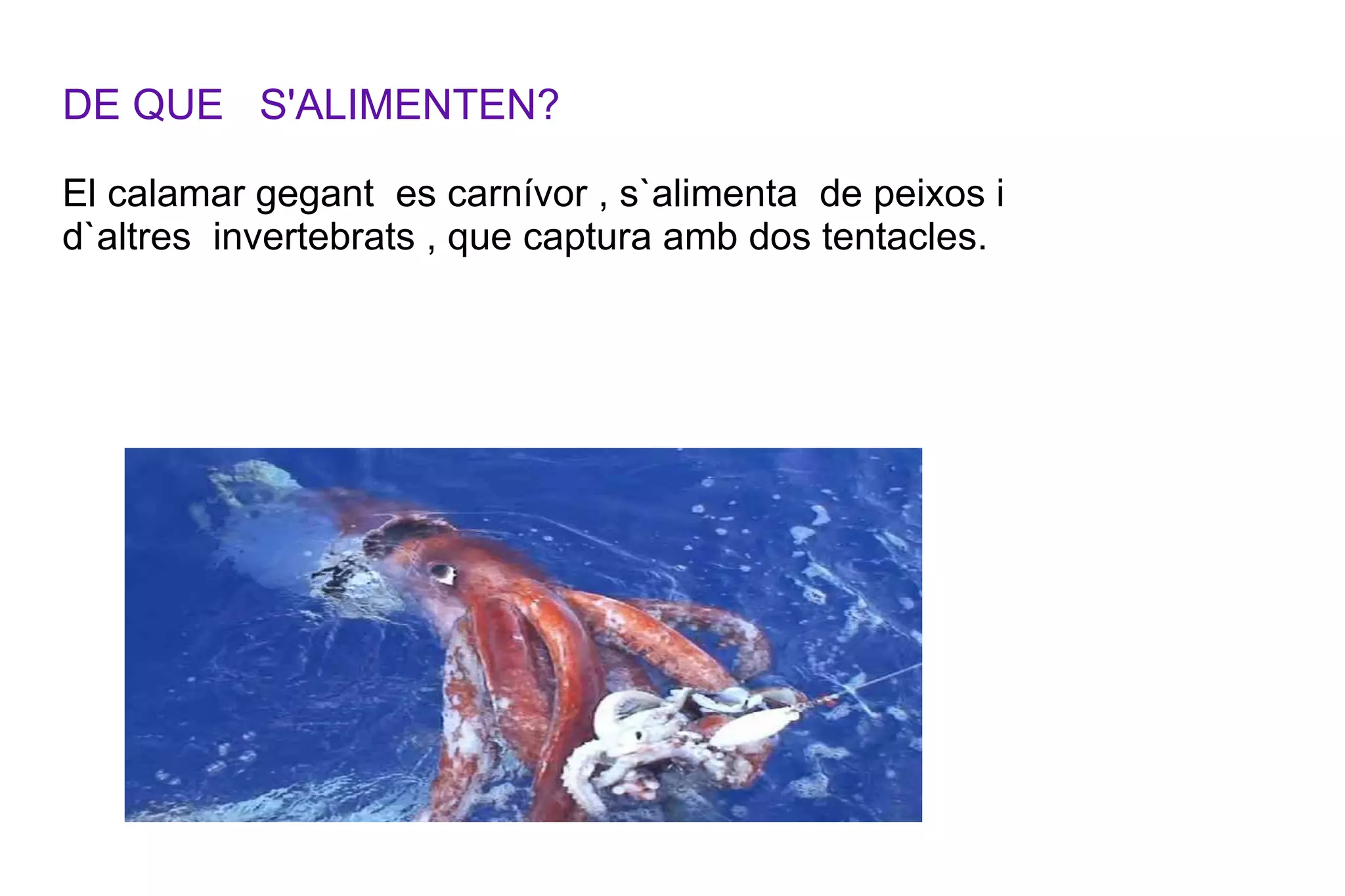 Calamar gegant | ODP