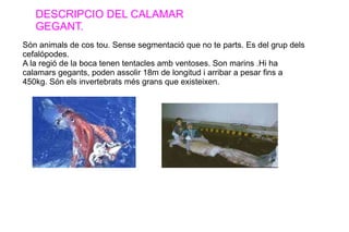 Calamar gegant | PPT