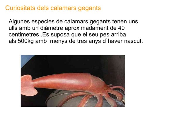 Calamar gegant | PPT