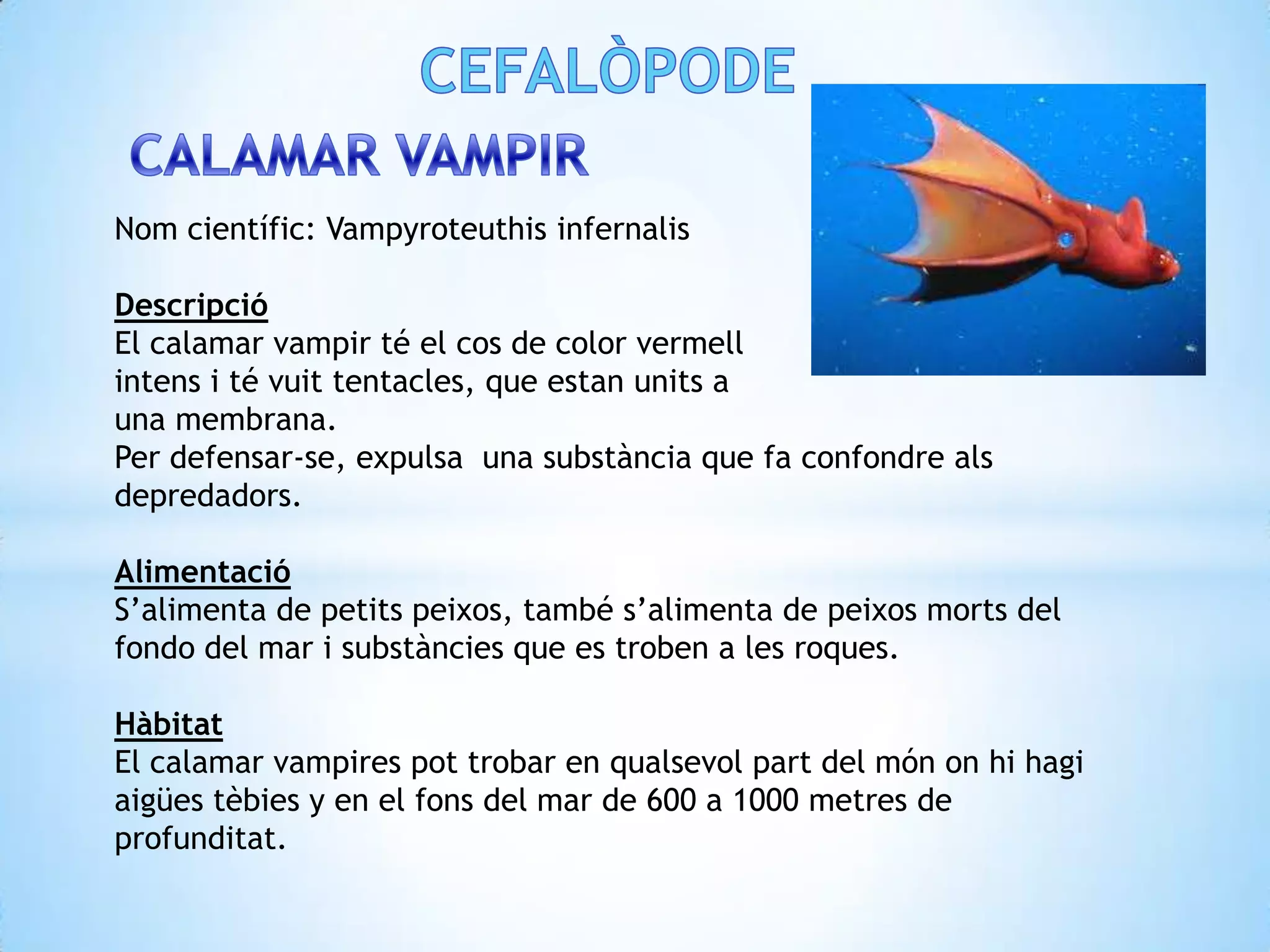 Calamar vampir | PPTX
