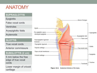 Ca larynx principles of management | PPTX