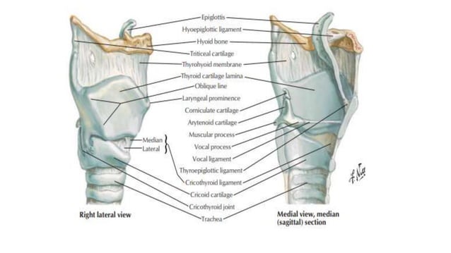 ca larynx continue (1) vrgrgefwdvferfq.pptx