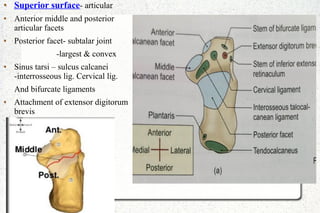 Calcaneum fractures | ODP