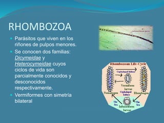PHYLUM: PORÍFERA | PPTX