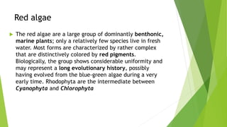 CALCAREOUS ALGAE | PPTX