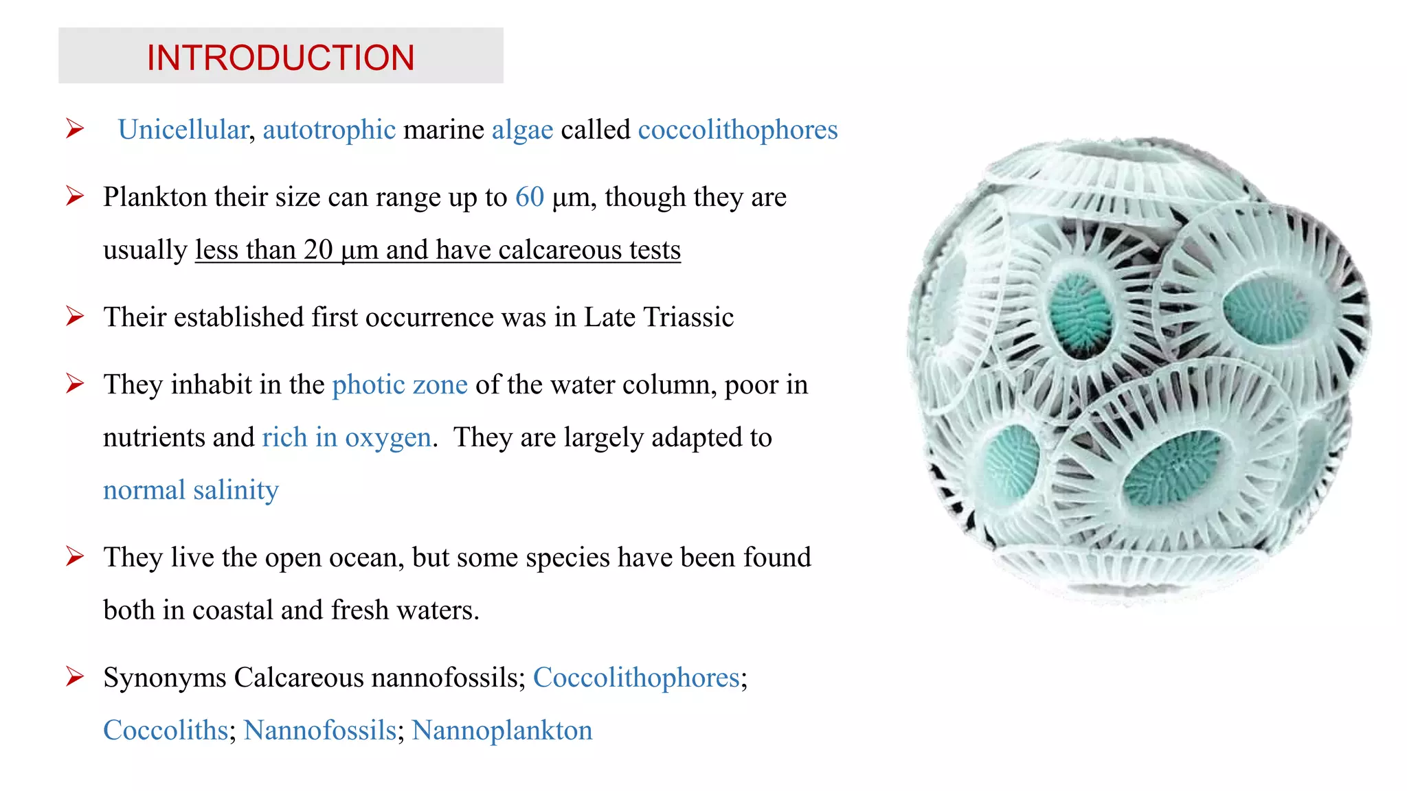 Calcareous_Nanno_Plankton[1].pptx