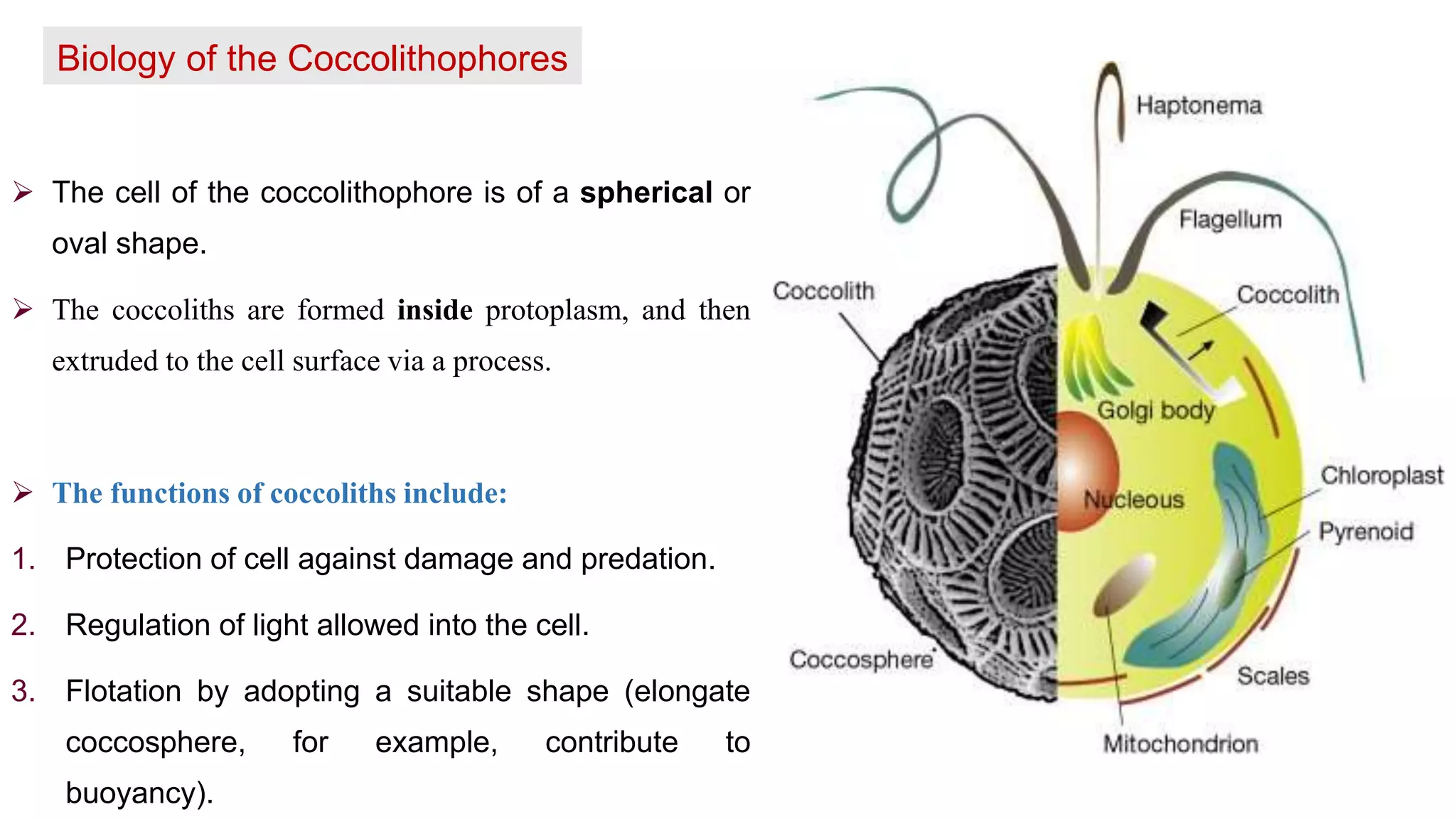 Calcareous_Nanno_Plankton[1].pptx