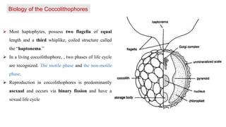 Calcareous_Nanno_Plankton[1].pptx