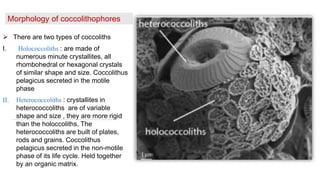 Calcareous_Nanno_Plankton[1].pptx