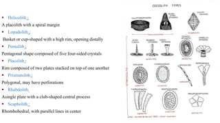 Calcareous_Nanno_Plankton[1].pptx