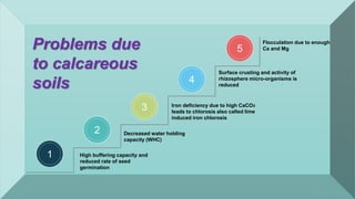 Calcareous soils and its management.pptx