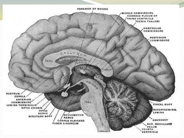 PHYSIOLOGICAL AND PATHOLOGICAL CALCIFICATION OF BRAIN | PPTX