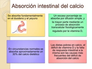 metabolismo del Calcio | PPTX
