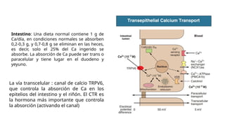 metabolismo del calcio fisiología renal.pptx