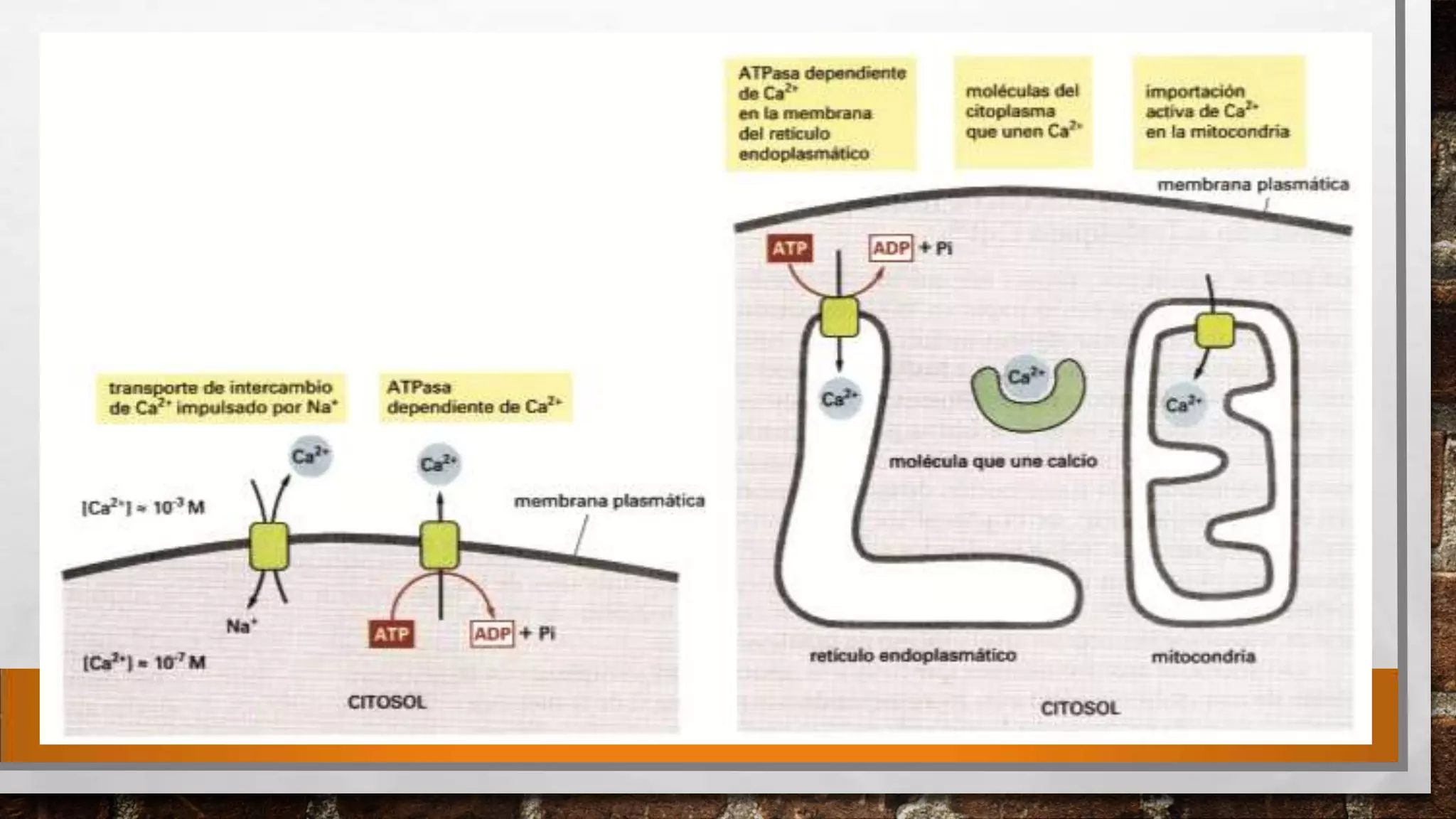 Calcio mensajero intracelular | PPT