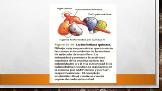 Calcio mensajero intracelular | PPTX