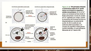 Calcio mensajero intracelular | PPTX