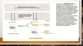 Calcio mensajero intracelular | PPTX