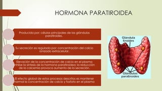 Ion calcio y su metabolismo e hipocalcemia.pptx