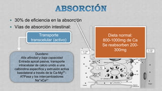 Calcio y potasio | PPTX