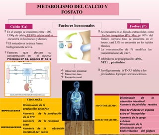 calcio_Y SU ACTIVIDAD FISIOLOGICA CARACTERISTICAS | PPTX
