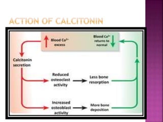 CALCITONIN.pptx