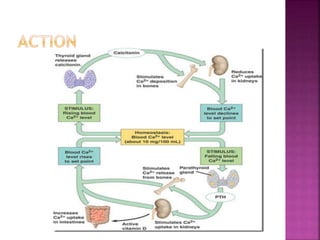 CALCITONIN.pptx