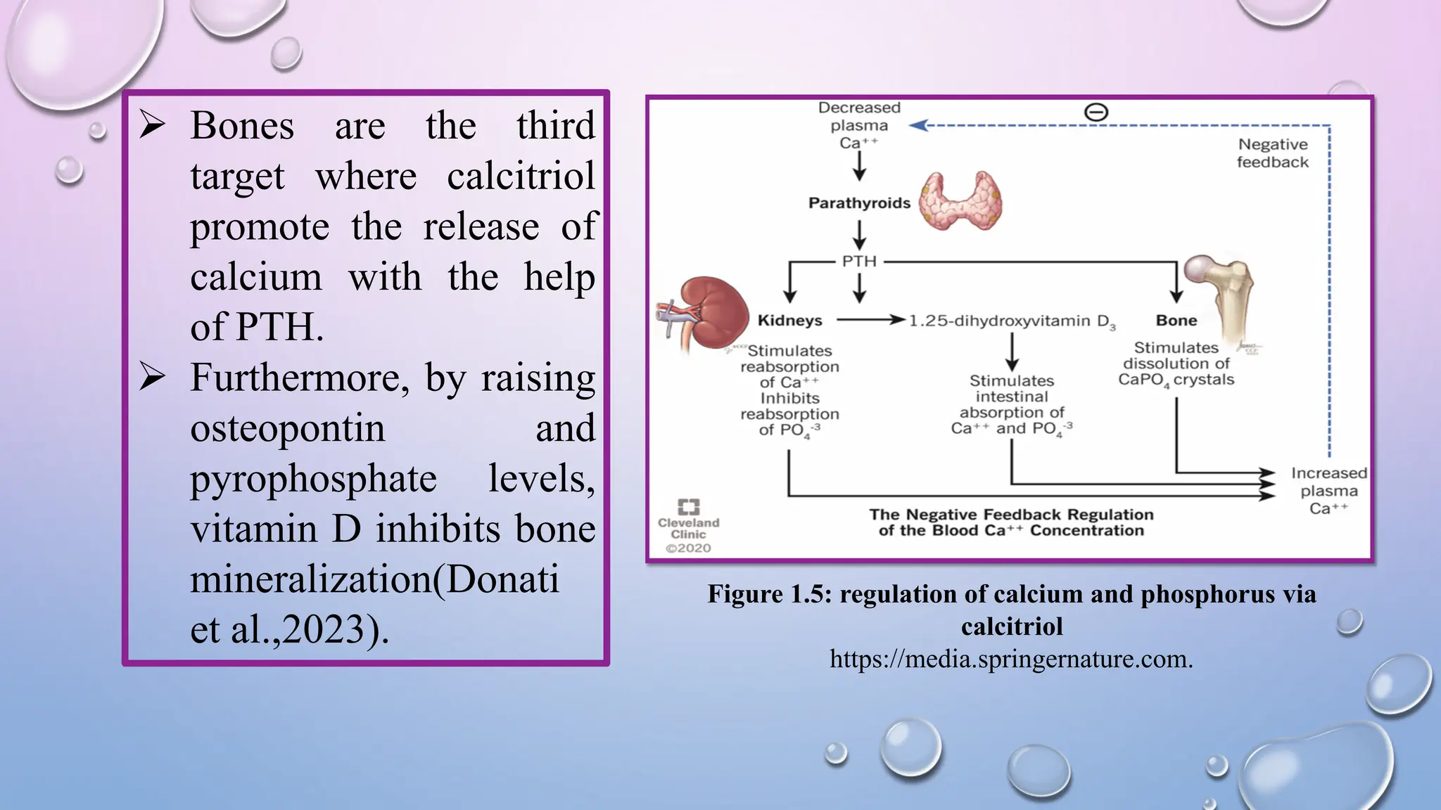 Calcitriol hormone and its up and down regulation | PPT