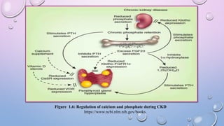 Calcitriol hormone and its up and down regulation | PDF