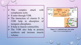 Calcitriol hormone and its up and down regulation | PPT