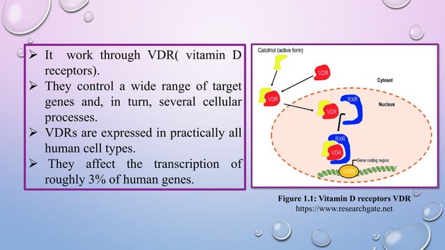 Calcitriol hormone and its up and down regulation | PPT