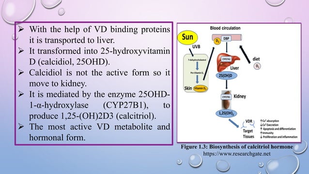 Calcitriol hormone and its up and down regulation | PPT