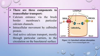 Calcitriol hormone and its up and down regulation | PPT