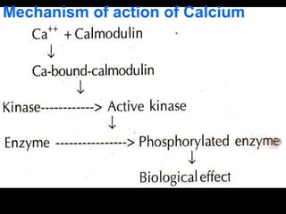 Calcium | PPT
