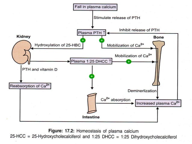 Calcium | PPT | Endocrine and Metabolic Diseases | Diseases and Conditions