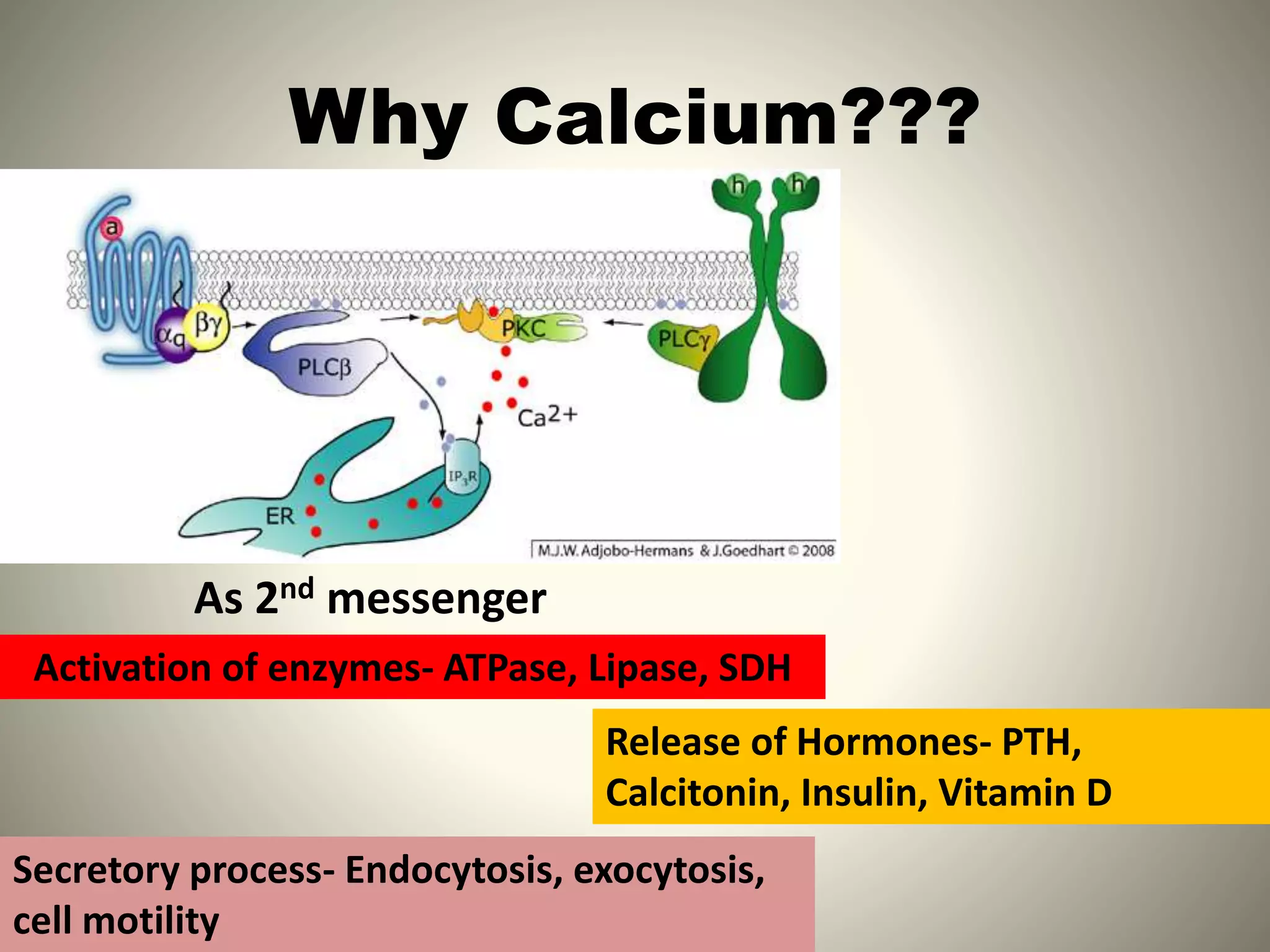 Calcium | PPT