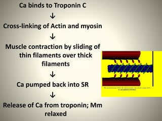 Calcium | PPTX