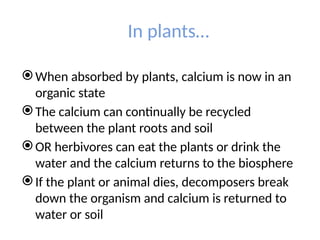 calcium in human body and its nutrient needs | PPTX